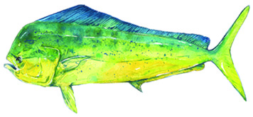 Fresh Local Florida Fish Market, Seafood, Stone Crab, Blue Crab ...