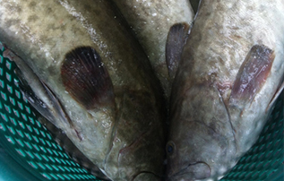 Fresh Local Florida Fish Market, Seafood, Stone Crab, Blue Crab ...