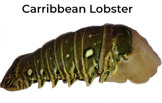 Fresh Local Florida Fish Market, Seafood, Stone Crab, Blue Crab ...